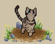 Pelt colors & Patterns | Clangen Fan Edit Wiki | Fandom