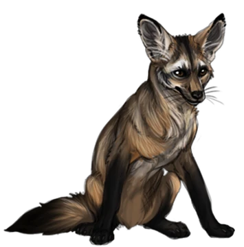 Bat Eared Fox Drawing