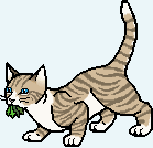 Willowkit | Clans Of The Sea Wiki | Fandom