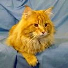 Category:She-cat | Clans of the Cats Wiki | Fandom