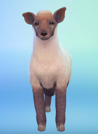 Buttercup (Sheep) | Clare Siobhan Sims 4 Wiki | Fandom