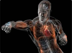 U.W.H. | Clash of the Skylanders with Ponies: Altered Beast Wiki | Fandom