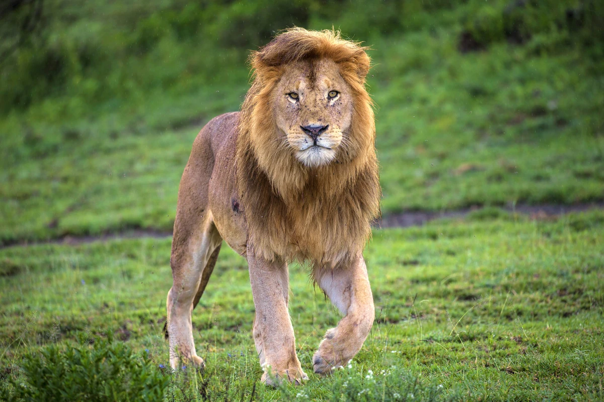 Lion | Clash of the Skylanders with Ponies: Altered Beast Wiki | Fandom