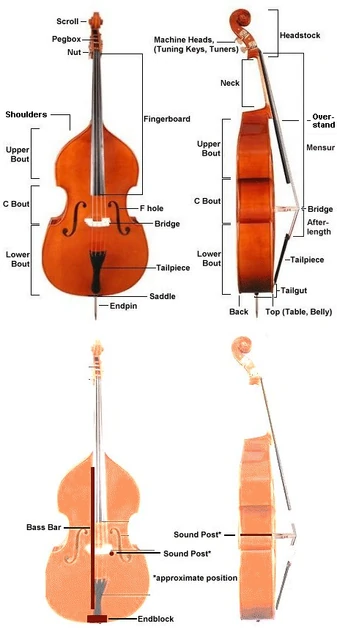 Double Bass | Classical Music Wiki | Fandom