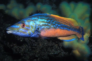 Chordata | Classification of Organisms Wiki | Fandom