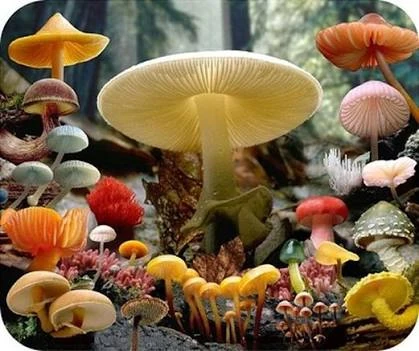 Fungi | Classification of Organisms Wiki | Fandom