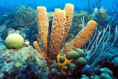 Porifera | Classification of Organisms Wiki | Fandom