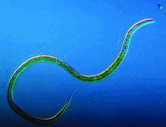 Nematoda | Classification of Organisms Wiki | Fandom