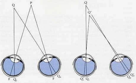 Stereopsis | Classification Wiki | Fandom