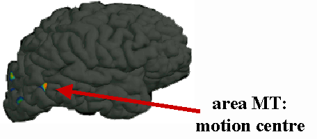 Area MT | Classification Wiki | Fandom