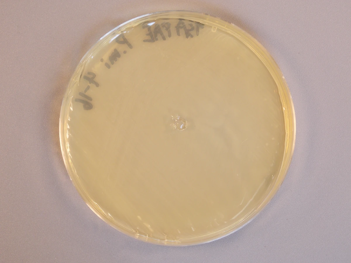 Proteus Mirabilis On Nutrient Agar