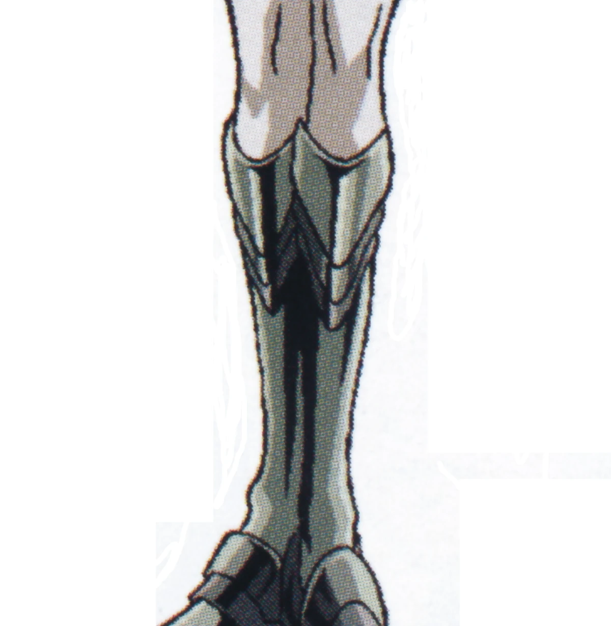 Chausses | Claymore New Wiki | Fandom