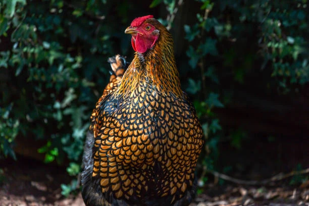 Arcturus-class Sentry | Clever Chooks Wiki | Fandom