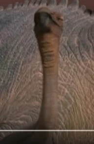 Anna (Disney Dinosaur) | CleverClaire99 Wiki | Fandom