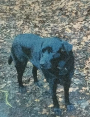 Jet Dog | CleverClaire99 Wiki | Fandom