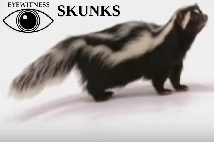 Eyewitness DK Series 04 Episode 02 Skunks | CleverClaire99 Wiki | Fandom