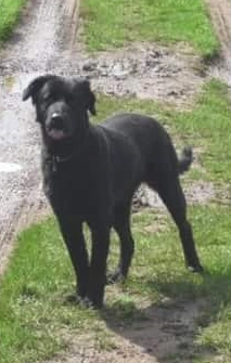 Bailey Bones | CleverClaire99 Wiki | Fandom