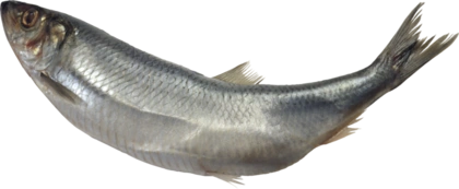 Floppy | Clinic of Dreams Wiki | Fandom