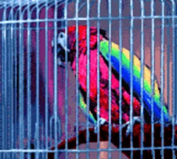 Parrot | Clock Tower Wiki | Fandom