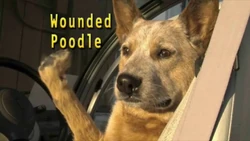 Wounded Poodle | Closing Logo Group | Fandom