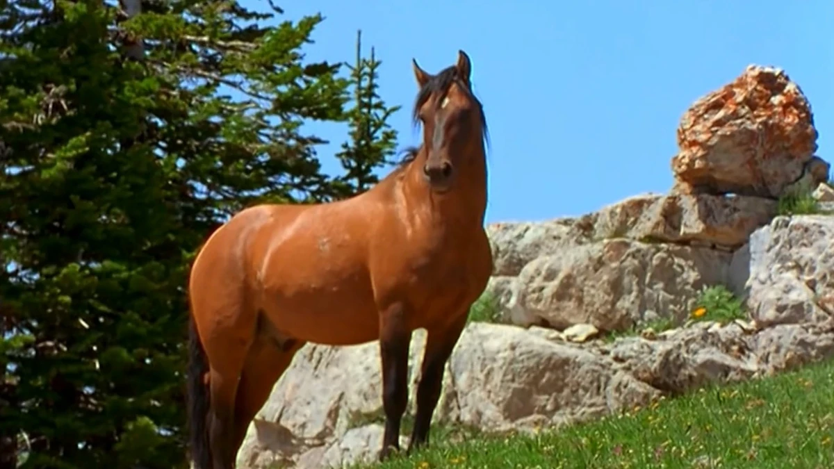 Looking Glass | Cloud the Horse Wiki | Fandom