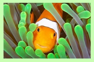 Clownfish | Clownfish Vlog Wiki | Fandom