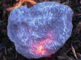 Zynothium | Club Penguin Fan Universe | Fandom