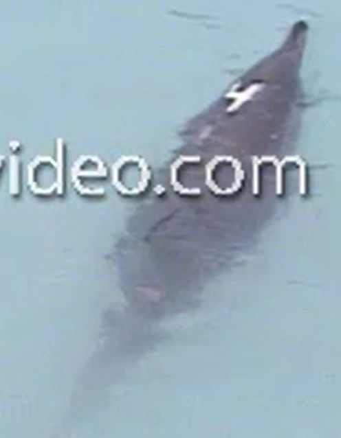 4 | Clearwater Marine Aquarium Dolphins Wiki | Fandom