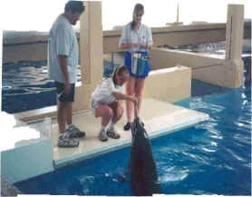 Sunset Sam | Clearwater Marine Aquarium Dolphins Wiki | Fandom