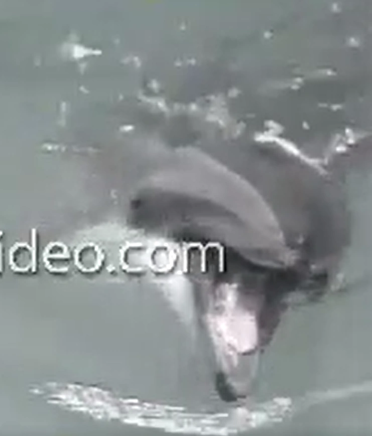 3 | Clearwater Marine Aquarium Dolphins Wiki | Fandom