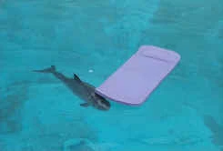 Daisy | Clearwater Marine Aquarium Dolphins Wiki | Fandom