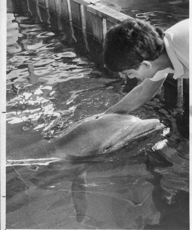 Sunset Sam | Clearwater Marine Aquarium Dolphins Wiki | Fandom