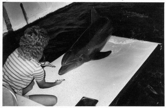 Sunset Sam | Clearwater Marine Aquarium Dolphins Wiki | Fandom