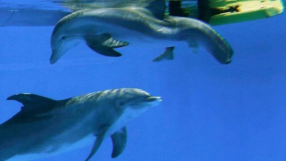 Winter | Clearwater Marine Aquarium Dolphins Wiki | Fandom