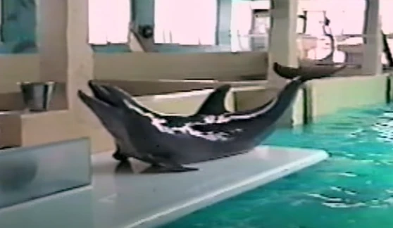 Sunset Sam | Clearwater Marine Aquarium Dolphins Wiki | Fandom