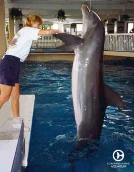 Sunset Sam | Clearwater Marine Aquarium Dolphins Wiki | Fandom