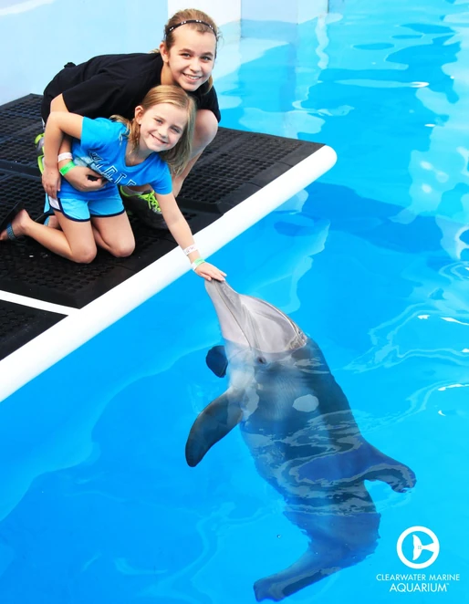 Winter | Clearwater Marine Aquarium Dolphins Wiki | Fandom