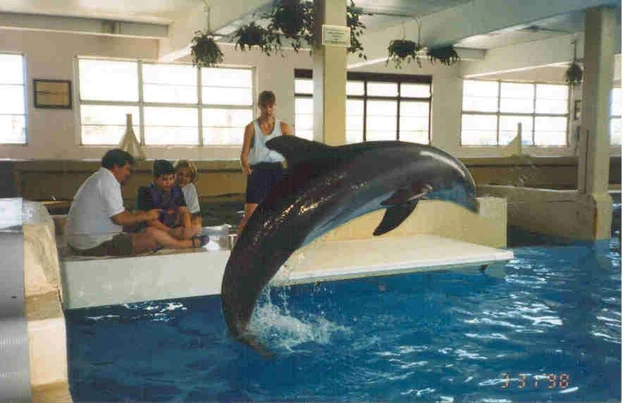 Sunset Sam | Clearwater Marine Aquarium Dolphins Wiki | Fandom