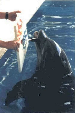 Sunset Sam | Clearwater Marine Aquarium Dolphins Wiki | Fandom