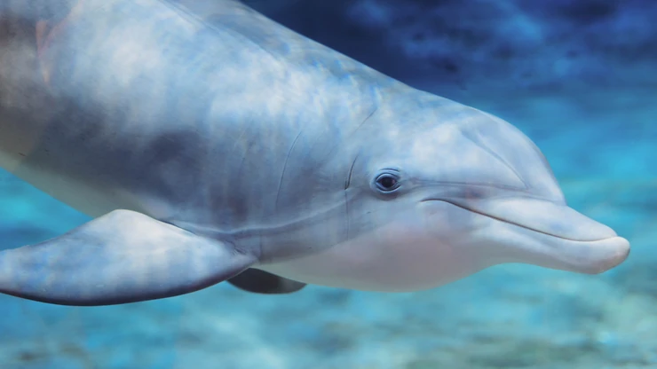 Hope | Clearwater Marine Aquarium Dolphins Wiki | Fandom