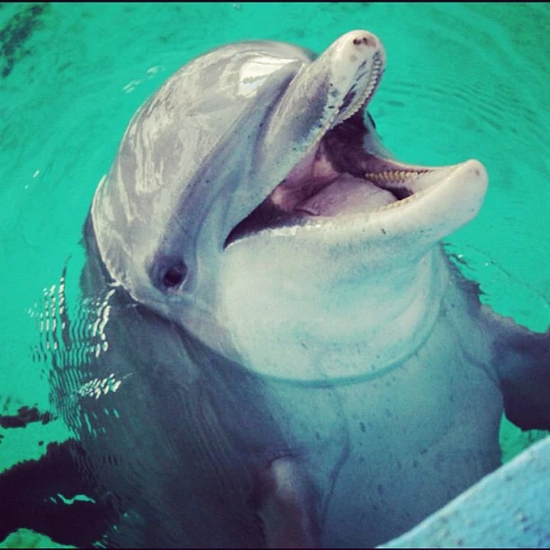 Panama | Clearwater Marine Aquarium Dolphins Wiki | Fandom