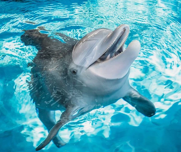 Winter | Clearwater Marine Aquarium Dolphins Wiki | Fandom