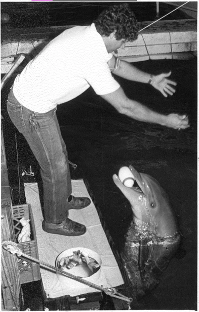 Sunset Sam | Clearwater Marine Aquarium Dolphins Wiki | Fandom