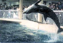 Sunset Sam | Clearwater Marine Aquarium Dolphins Wiki | Fandom