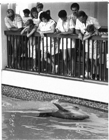 Sunset Sam | Clearwater Marine Aquarium Dolphins Wiki | Fandom