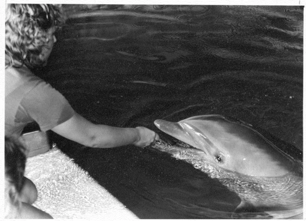 Sunset Sam | Clearwater Marine Aquarium Dolphins Wiki | Fandom