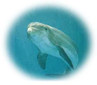 Sunset Sam | Clearwater Marine Aquarium Dolphins Wiki | Fandom