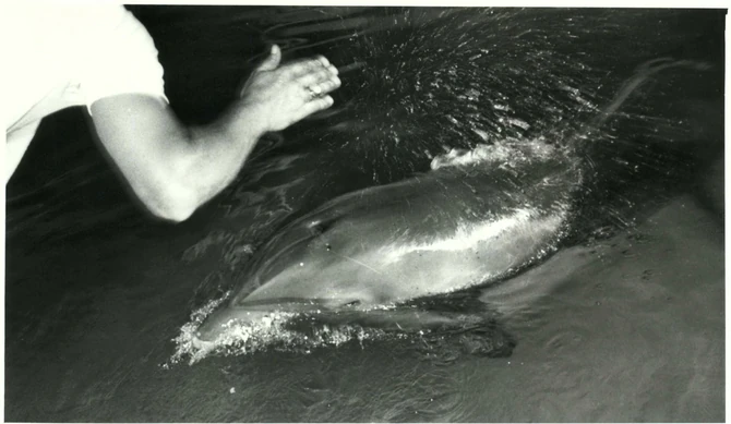 Sunset Sam | Clearwater Marine Aquarium Dolphins Wiki | Fandom