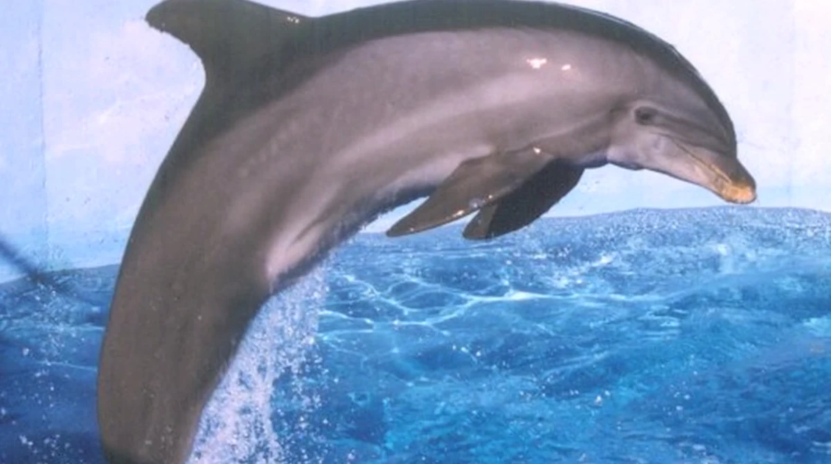 Sunset Sam | Clearwater Marine Aquarium Dolphins Wiki | Fandom