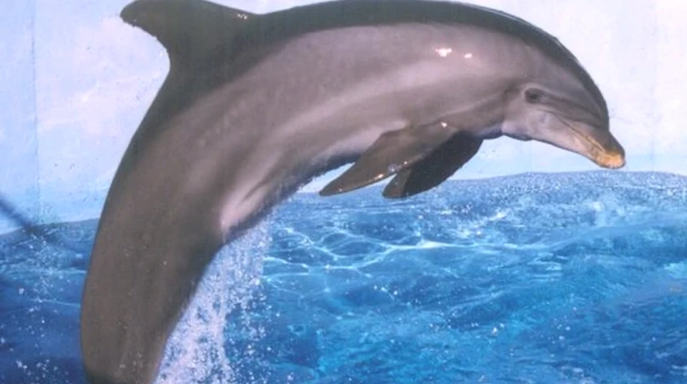 Sunset Sam | Clearwater Marine Aquarium Dolphins Wiki | Fandom